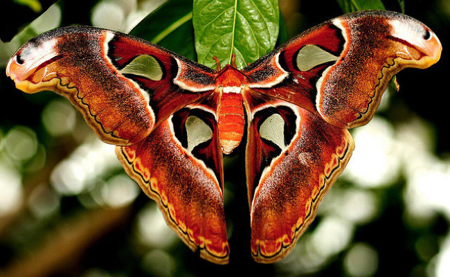 Bướm đêm khổng lồ có tên trong Sách đỏ kéo thành đàn về Bạc Liêu