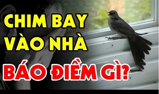 Chim bay vào nhà là điềm gì? đây là 3 loại chim báo hiệu vận may
